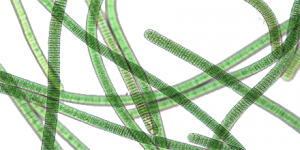 Definition and Characteristics of Cyanobacteria - QS Study