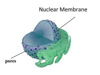 Nuclear Membrane - QS Study
