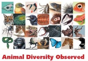 Animal Diversity - QS Study