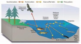 River Ecosystem - QS Study