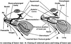 Respiratory System of Toad - QS Study
