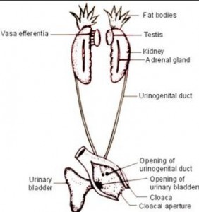 Kidney of Toad - QS Study