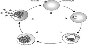 Erythrocytic or Endo-erythrocytic Cycle of Malarial Parasite - QS Study
