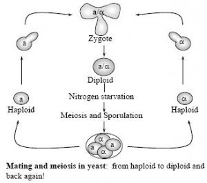 Asexual Reproduction of Saccharomyces - QS Study