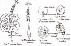 Identifying Characteristics of Malvaceae Family - QS Study