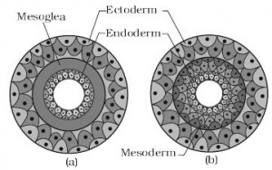 Diploblastic and Triploblastic Organization - QS Study