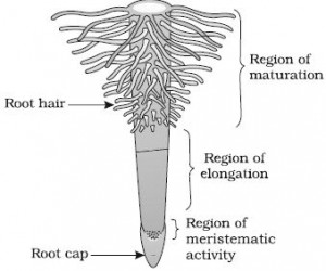 Describe Regions of the Root - QS Study