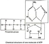 Define ATP with Structure and Functions - QS Study