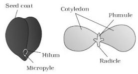 Structure of Dicotyledonous Seed - QS Study