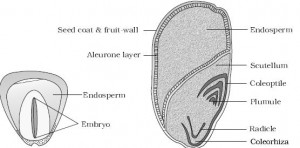 Structure of Monocotyledonous Seed - QS Study
