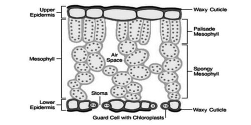 Draw A Labelled Diagram Of Internal Structure Of Dicot Leaf QS Study