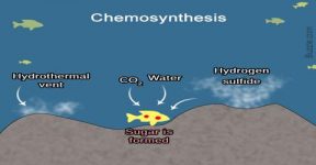 What is Chemosynthesis? - QS Study
