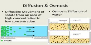 Difference between Diffusion and Osmosis - QS Study