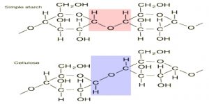 Difference between Starch and Cellulose - QS Study