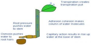Ascent of Sap from Root to Leaf - QS Study