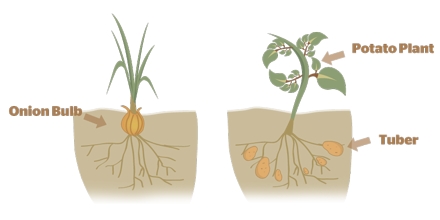 Asexual Reproduction - QS Study