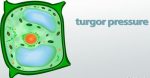 Turgor Pressure and Wall Pressure in Plants - QS Study
