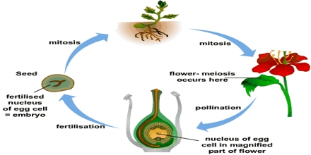 Sexual Reproduction of a Flowering Plant - QS Study
