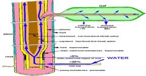 What are the Organs of Plants involved in Water Absorption? - QS Study