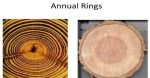 Formation of Annual Ring - QS Study