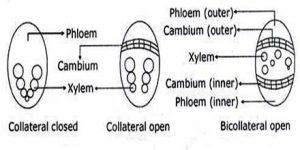 Conjoint Vascular Bundle - QS Study