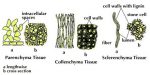 Cortex Formation in Plants - QS Study