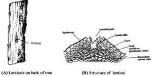 Lenticels: Formation and Functions in Plants - QS Study