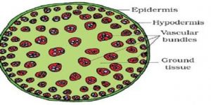 Hypodermis Formation and Function in Plants - QS Study