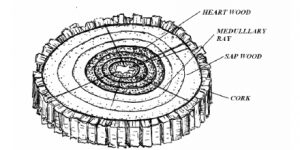 Medullary Ray of Connective Tissue Function in Plants - QS Study