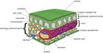 Spongy Parenchyma - QS Study