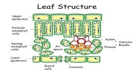 Lower Epidermis - QS Study