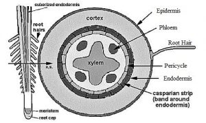 Functions of Pericycle in Plants - QS Study