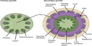 Pith (Medulla) Formation and Function in Plants - QS Study