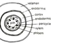 Difference between Endodermis and Exodermis - QS Study