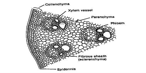 Internal Structure Of Monocot Stem QS Study