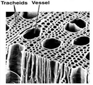 Comparison and Similarity between Tracheid and Vessel - QS Study