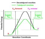 Effect of Catalyst on Equilibrium - QS Study