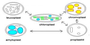 Chromoplast in Plants - QS Study