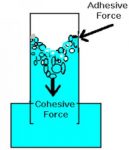 What is Cohesive Force? - QS Study