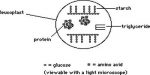 Leucoplast - QS Study