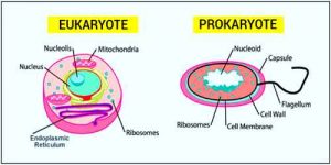 Nature of Living Cell on the basis of Nuclear Structure - QS Study