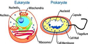 Nature of Living Cell on the basis of Nuclear Structure - QS Study