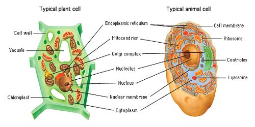 Main Differences Between Plant Cell And Animal Cell QS Study Main Differences Between Plant Cell And Animal Cell QS Study