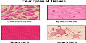 Animal Tissue - QS Study