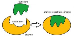 Mechanism of Enzyme Catalysis - QS Study