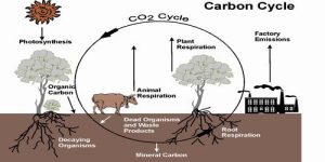 Carbon Cycle - QS Study