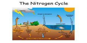 Nitrogen Cycle - QS Study