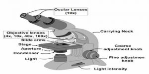 Compound Microscope - QS Study