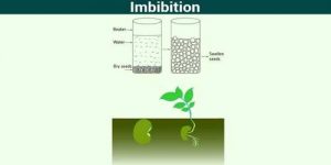 Imbibition and Swelling - QS Study
