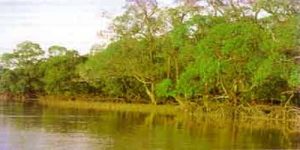 Sunderbans Biosphere Reserve - QS Study